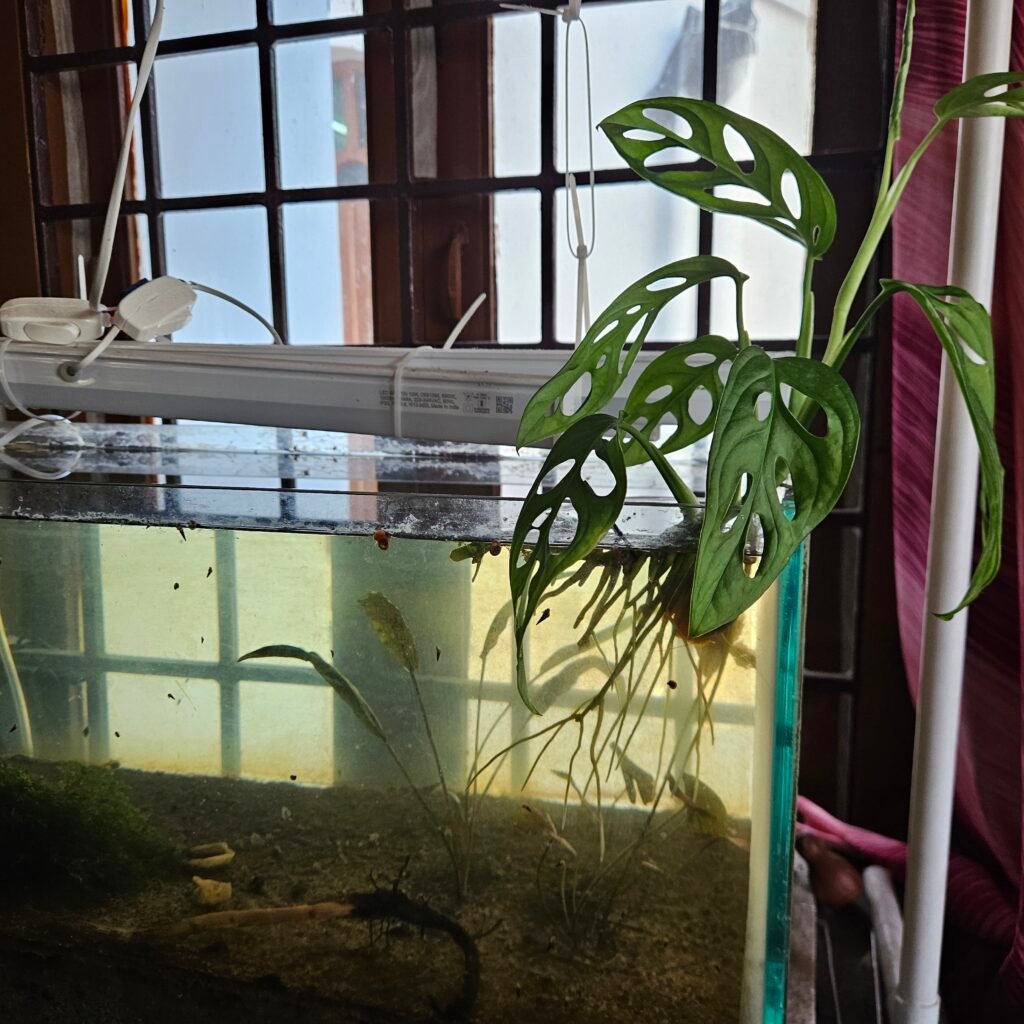 5 Easy Houseplants That Filter Your Aquarium - Natural Fish Tank